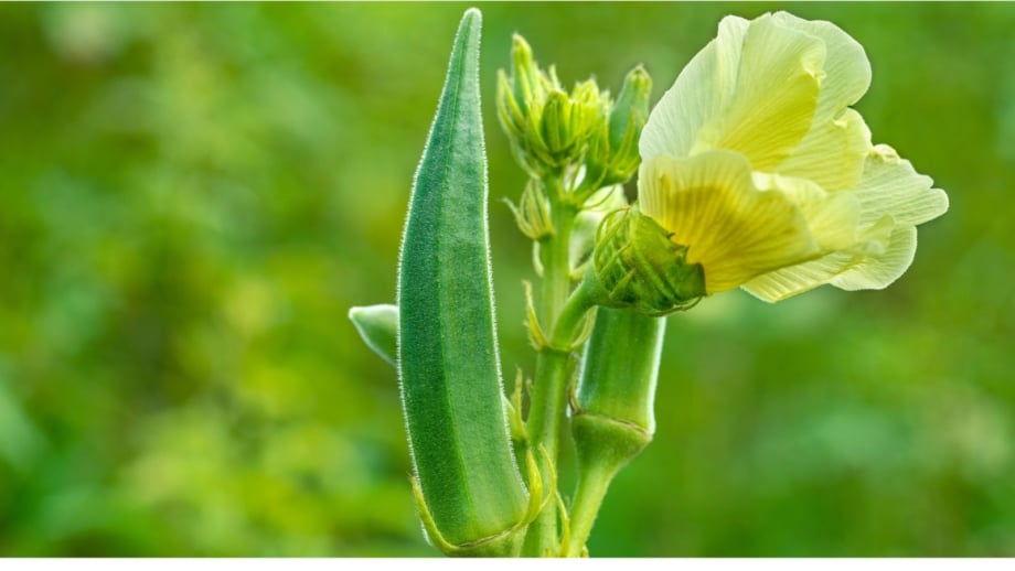 11 Seeds to Plant in Honor of Black History Month - Epic Gardening