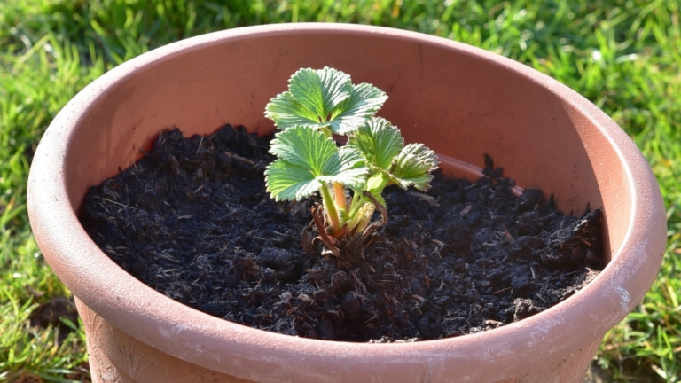 Bare-root Strawberries vs. Plugs: Which is Better?