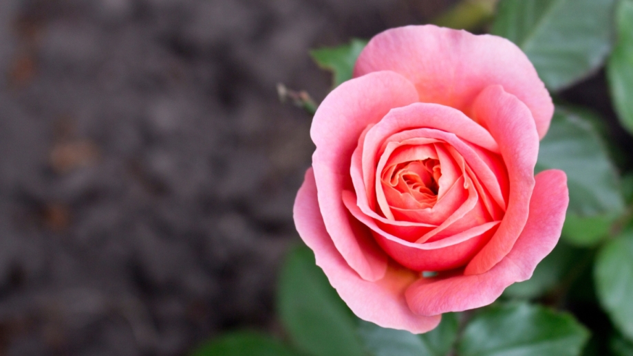 20 Most Beautiful Grandiflora Roses for Your Home Garden