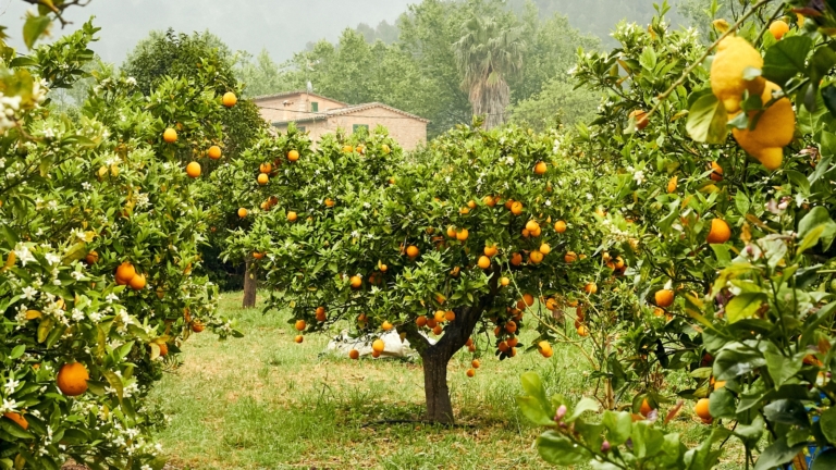 How to Start Your Own Mini Backyard Orchard