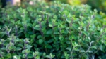 How to Plant, Grow, and Care for Ornamental Oregano