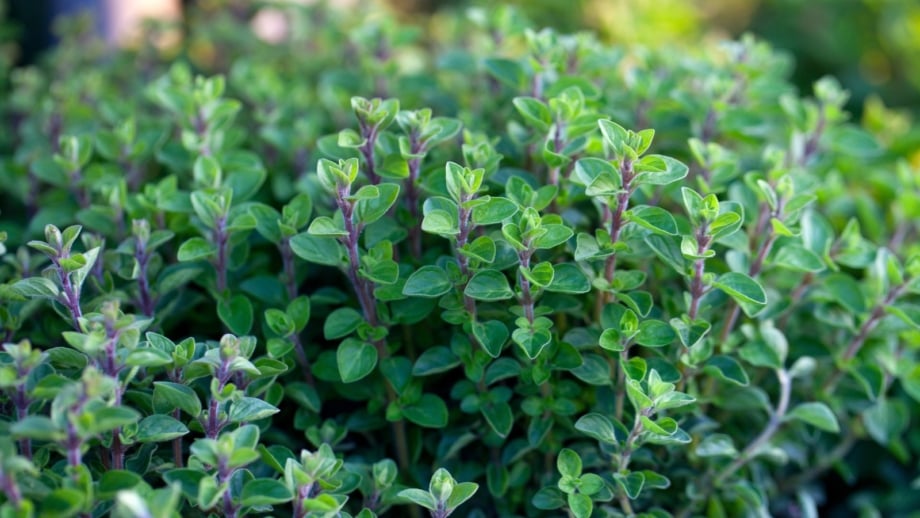 How to Plant, Grow, and Care for Ornamental Oregano