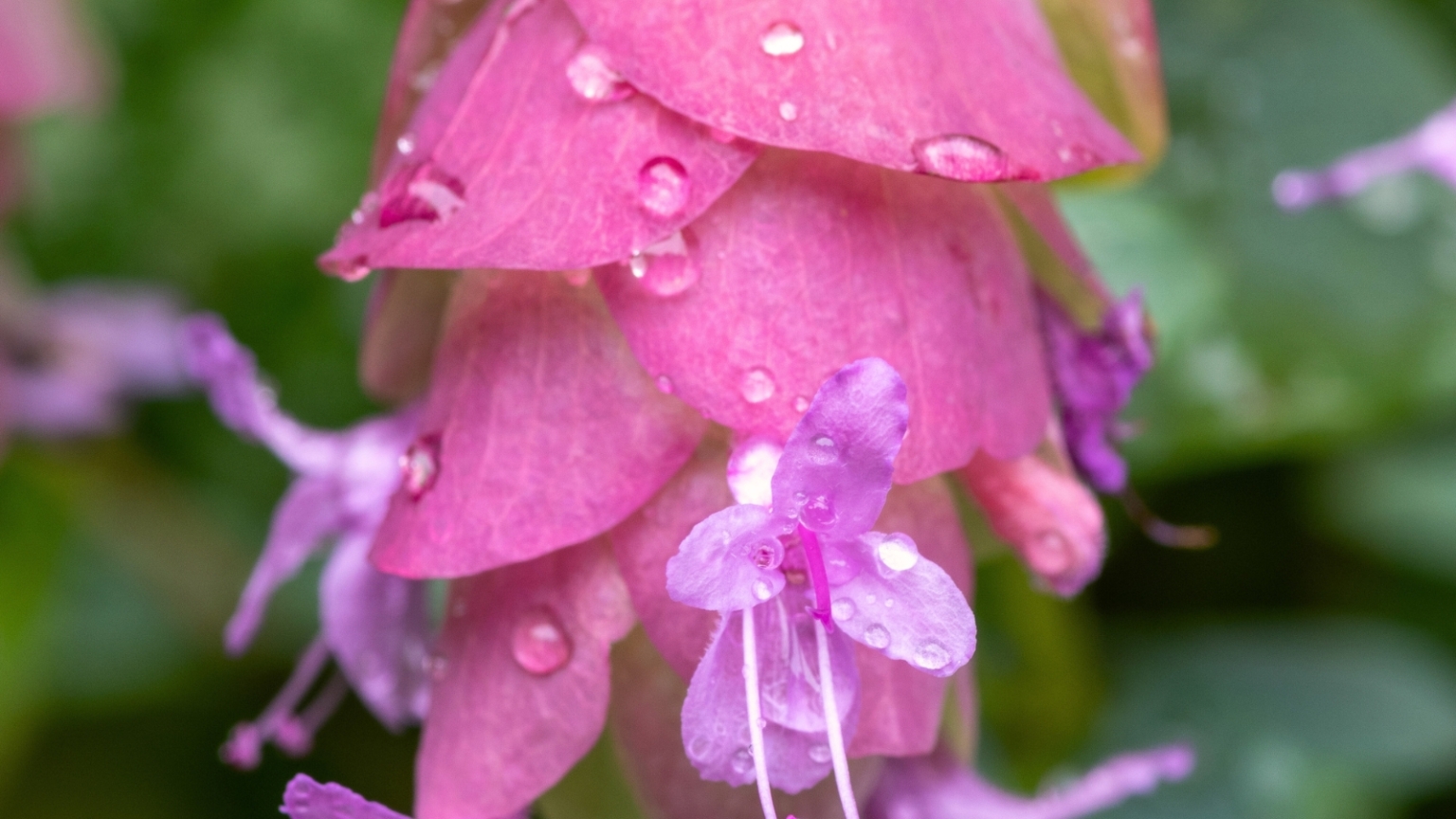 How to Plant, Grow, and Care for ‘Kent Beauty’ Ornamental Oregano