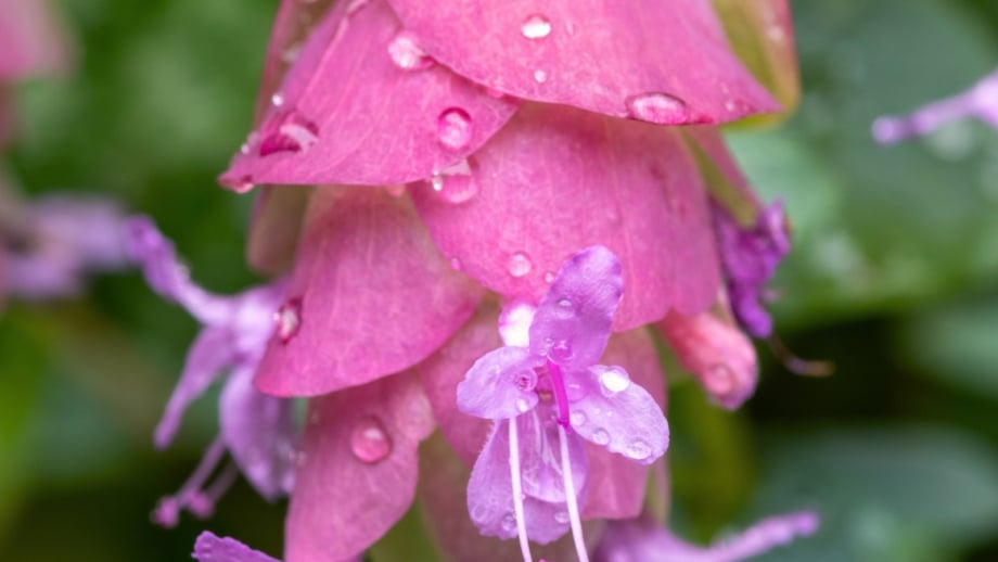 How to Plant, Grow, and Care for ‘Kent Beauty’ Ornamental Oregano
