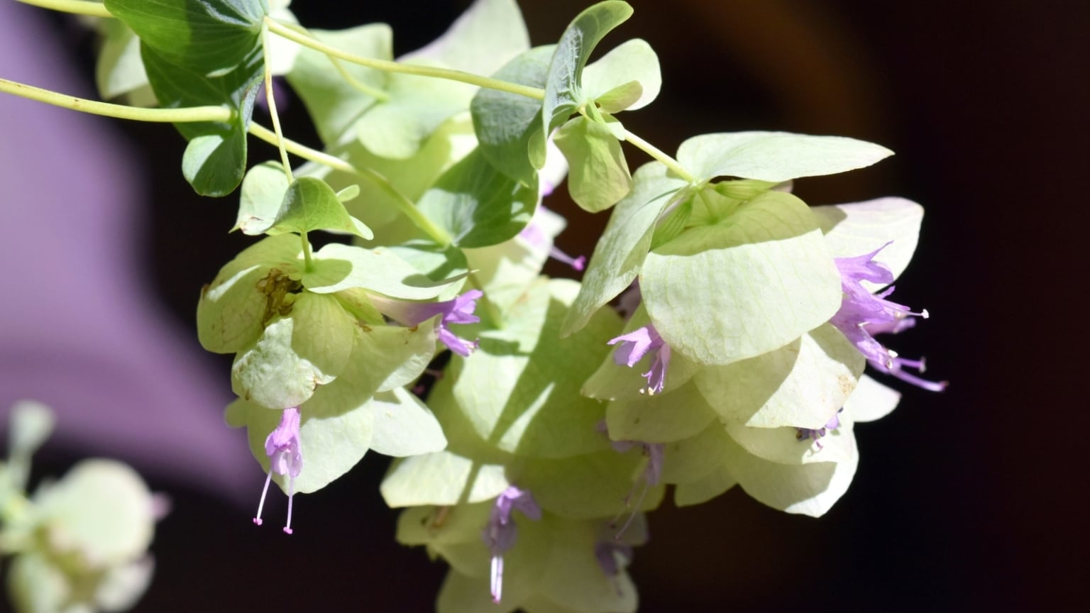 How to Plant, Grow, and Care for ‘Kirigami’ Ornamental Oregano