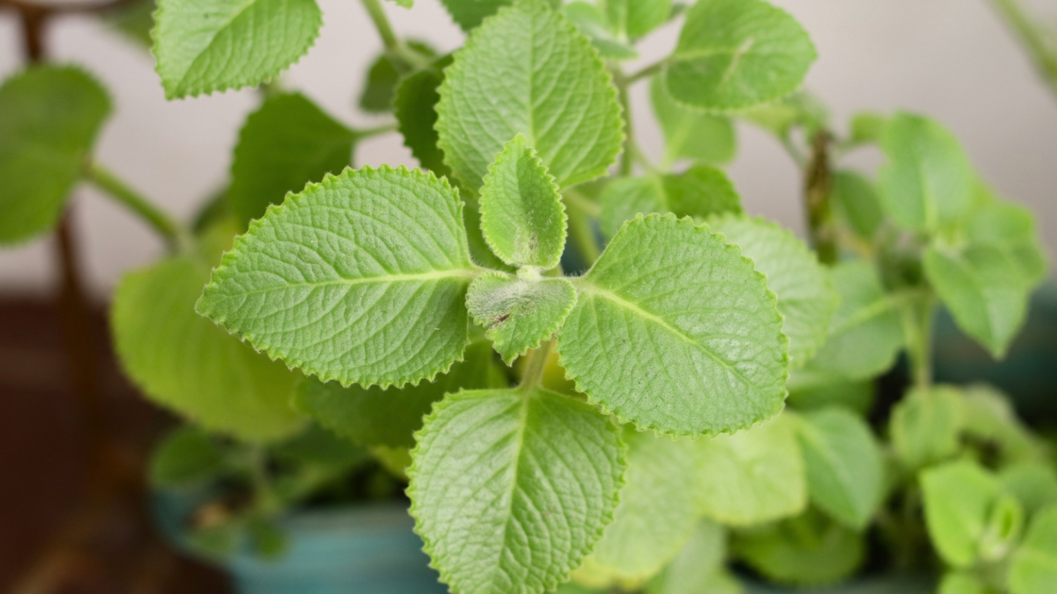 21 Heat-Tolerant Herbs For Hot Climates