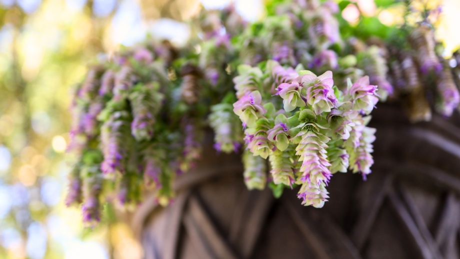 How to Plant, Grow, and Care for ‘Kent Beauty’ Ornamental Oregano