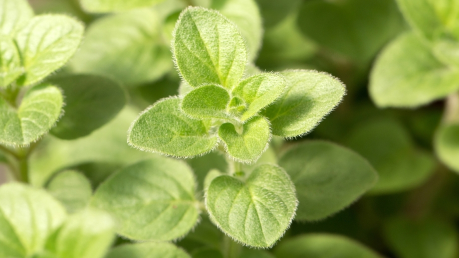 How to Plant, Grow, and Care for Ornamental Oregano