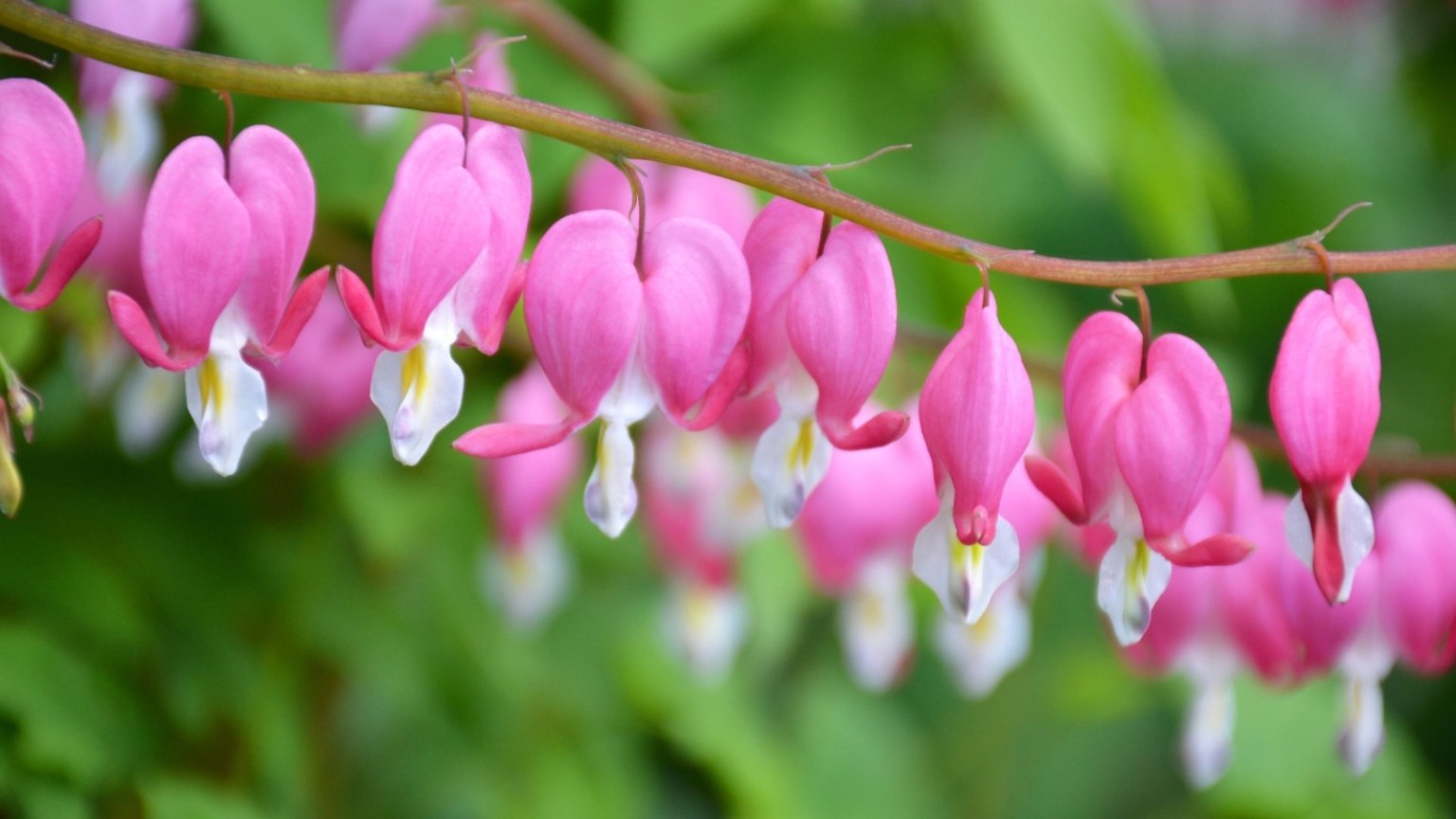 19 Shade Loving Perennials For Zone 6