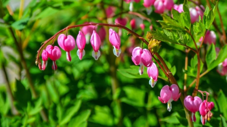 How to Plant, Grow, and Care for Pacific Bleeding Heart