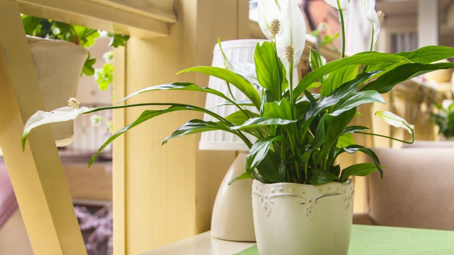14 Best Indoor Shade Plants for Low-Light Rooms