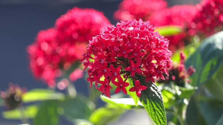 21 Flowers to Plant in June