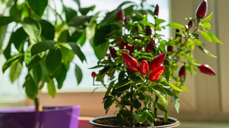 How To Overwinter Pepper Plants - Epic Gardening