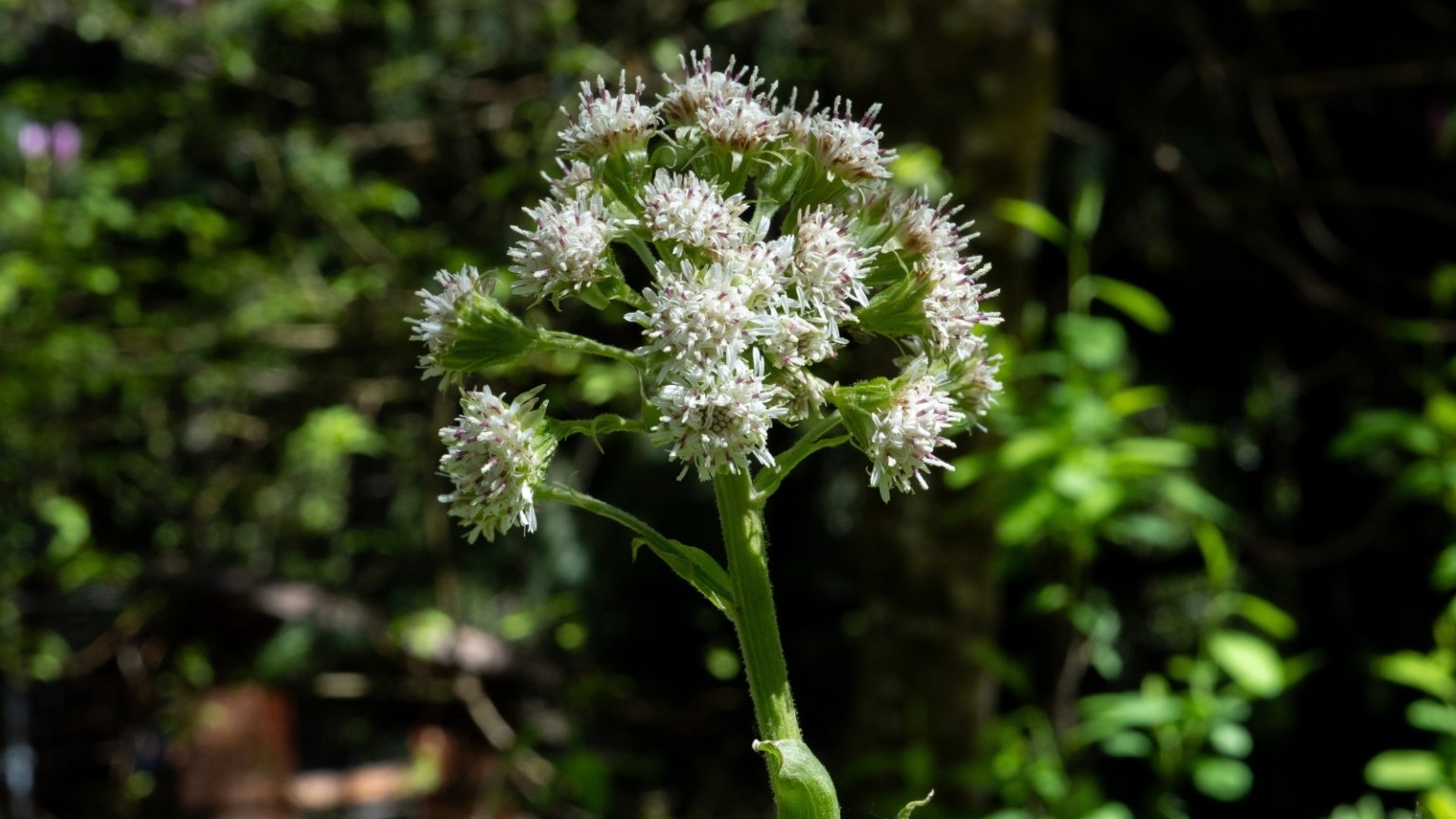 21 Wildflowers Native to Washington State
