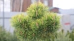 Pine Tree Growth Rates: How Fast do Pine Trees Grow?