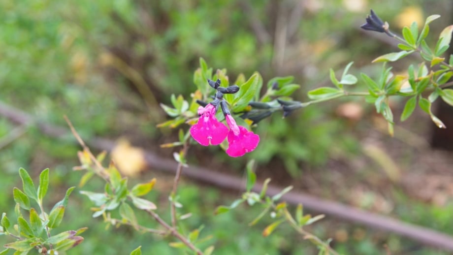 How to Plant, Grow, and Care for Autumn Sage