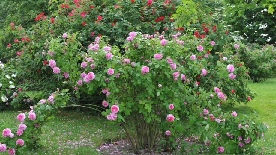 What are Hybrid Perpetual, Bourbon, and Portland Roses?