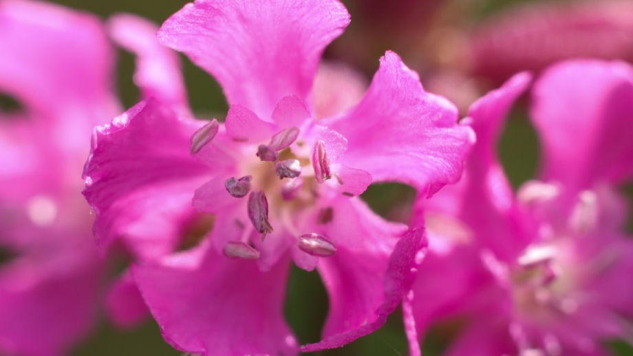 How to Plant, Grow, and Care for Sticky Catchfly