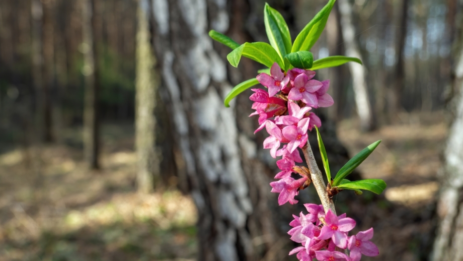 How to Plant, Grow, and Care For Daphne Shrubs