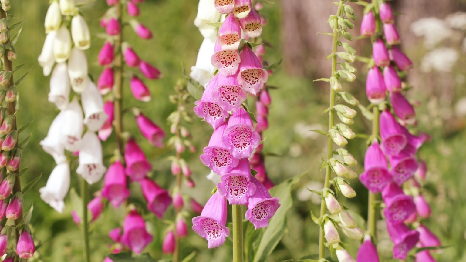 9 Cutting Flowers that Benefit from Fall Sowing: Reap Tall Stems and ...