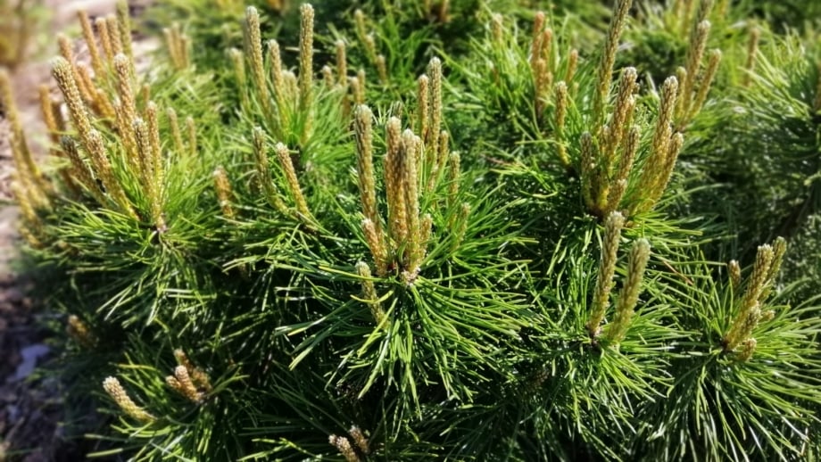 19 Best Shrubs to Plant in September