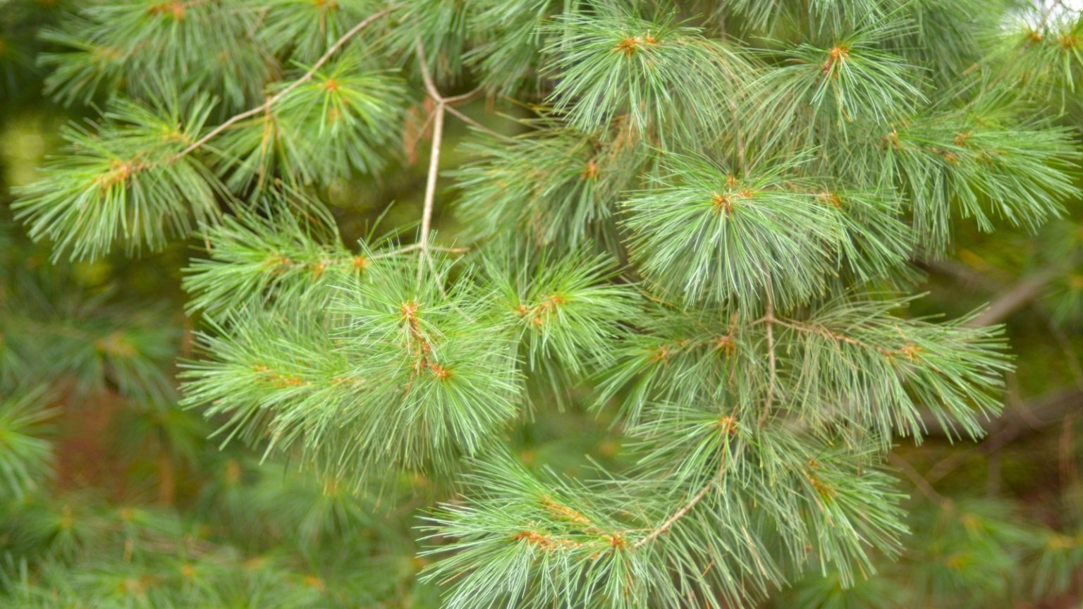 25 Types of Conifers for Home Landscapes