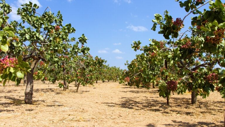 How to Plant, Grow, and Care for Pistachio Trees - Epic Gardening