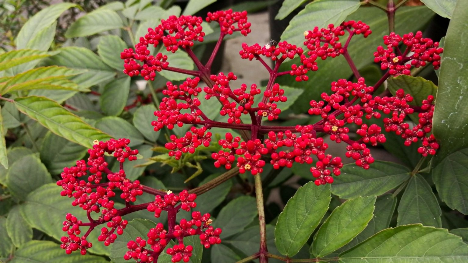 16 Pretty Garden Shrubs with Red Berries
