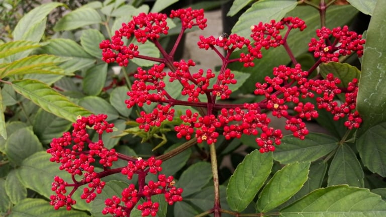 16 Pretty Garden Shrubs with Red Berries