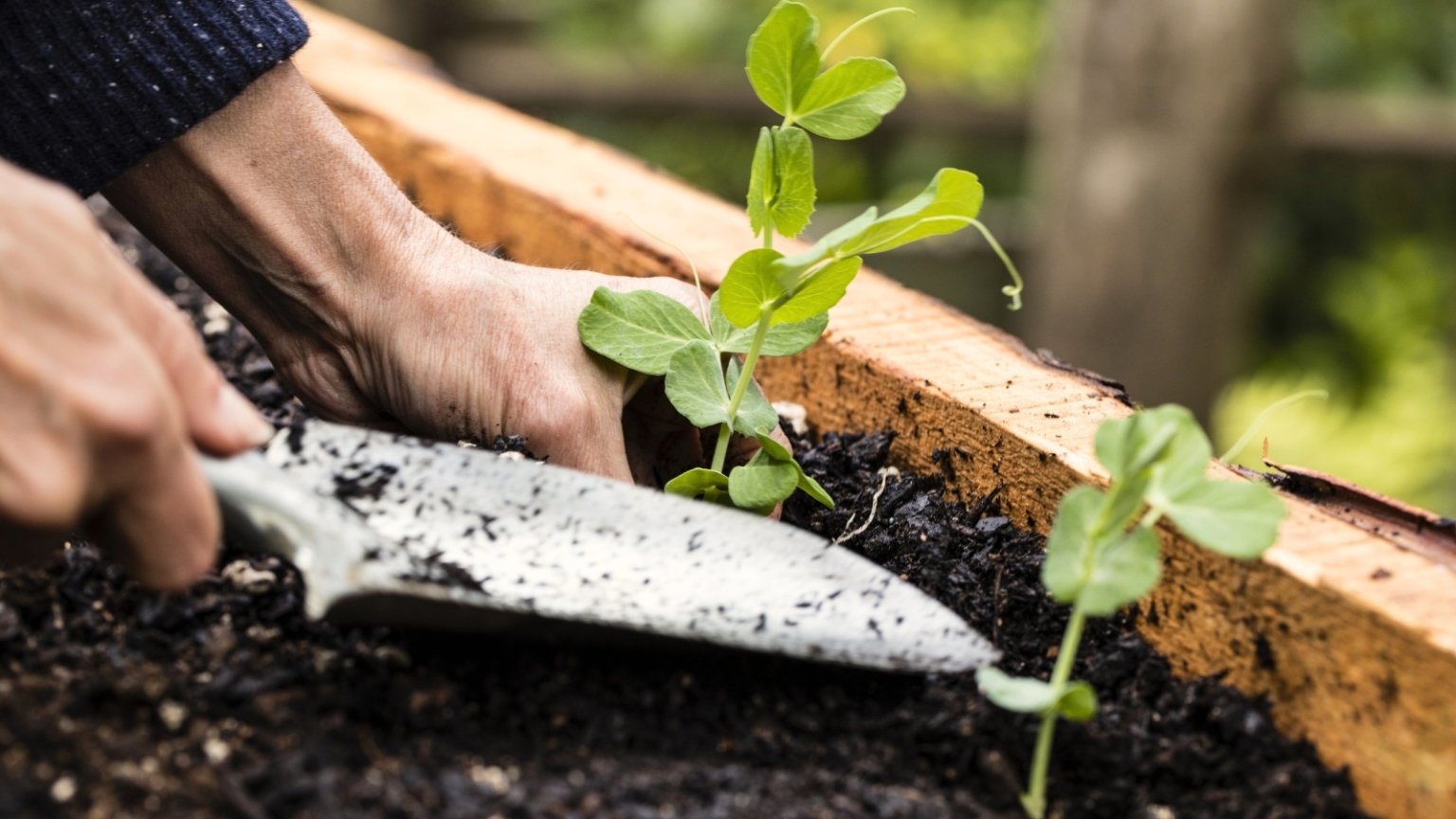 5 Tips for Growing Peas in Raised Beds