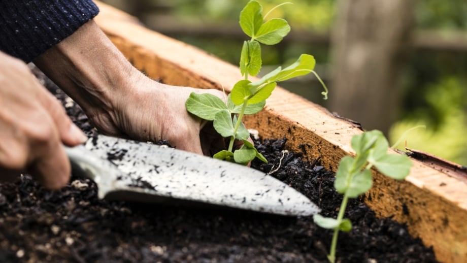 How to Plant, Grow, and Care for Snow Peas