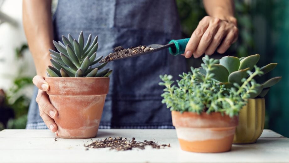 Cactus Soil: How to Make Your Own Cactus Mix