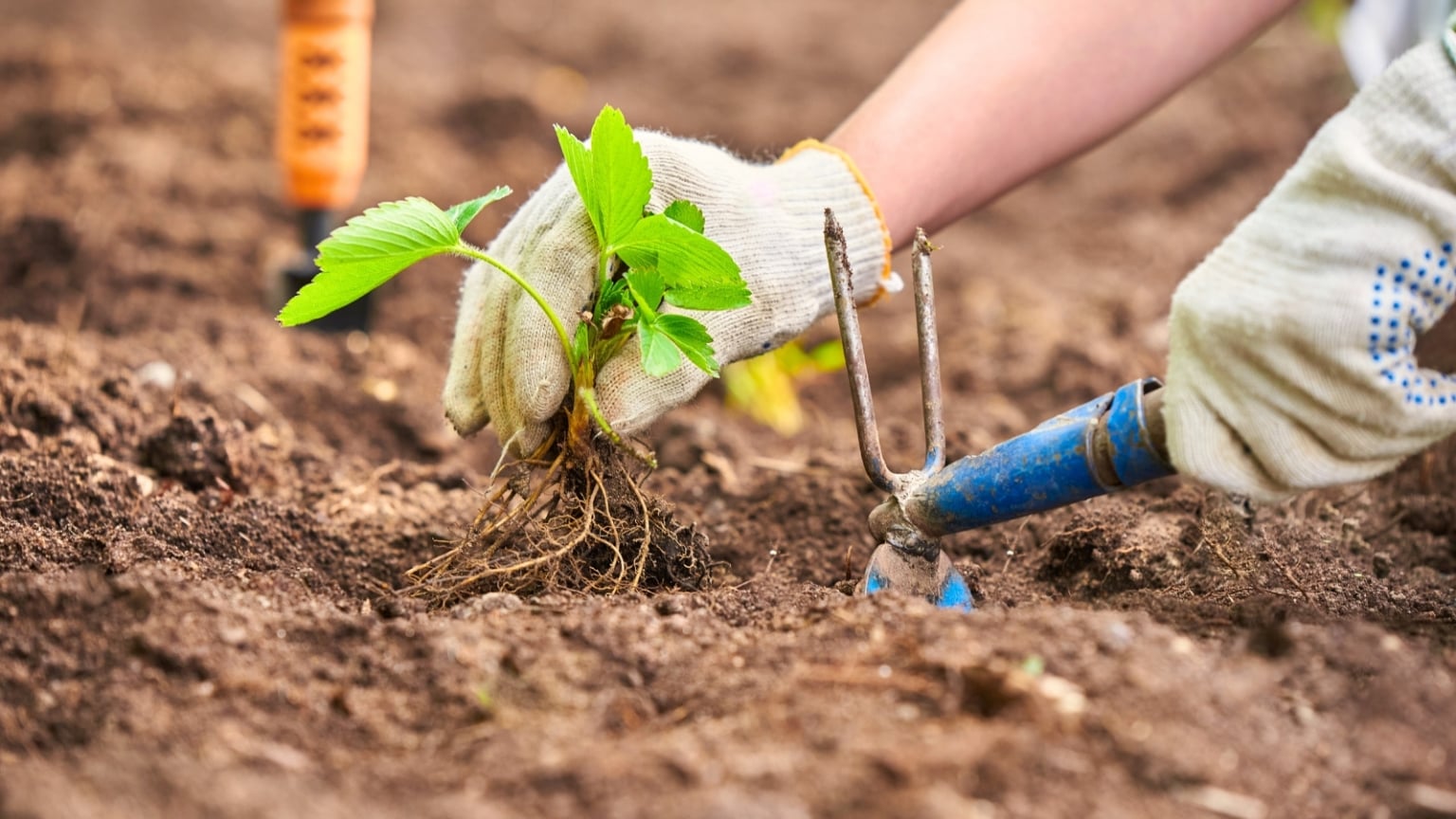 Strawberry Growth Stages: How Fast do Strawberries Grow?