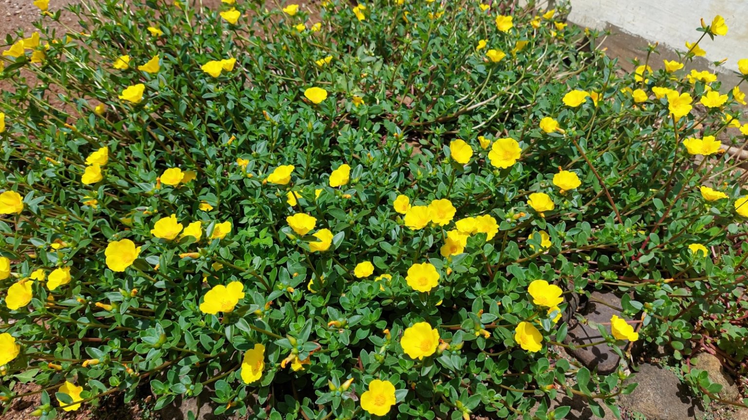 41 Beneficial Weeds and Their Uses