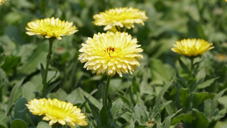 21 Beautiful Calendula Varieties For Your Garden