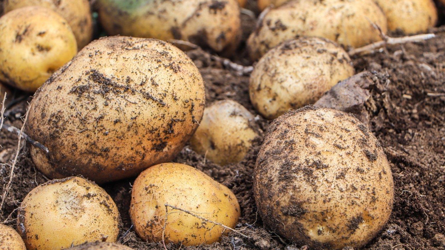 31 Potato Varieties To Plant This Year