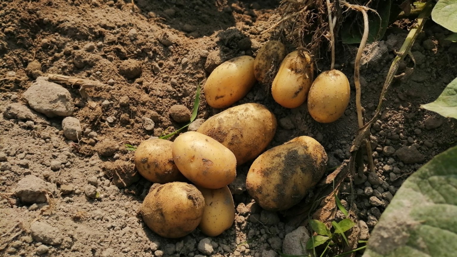 31 Potato Varieties To Plant This Year