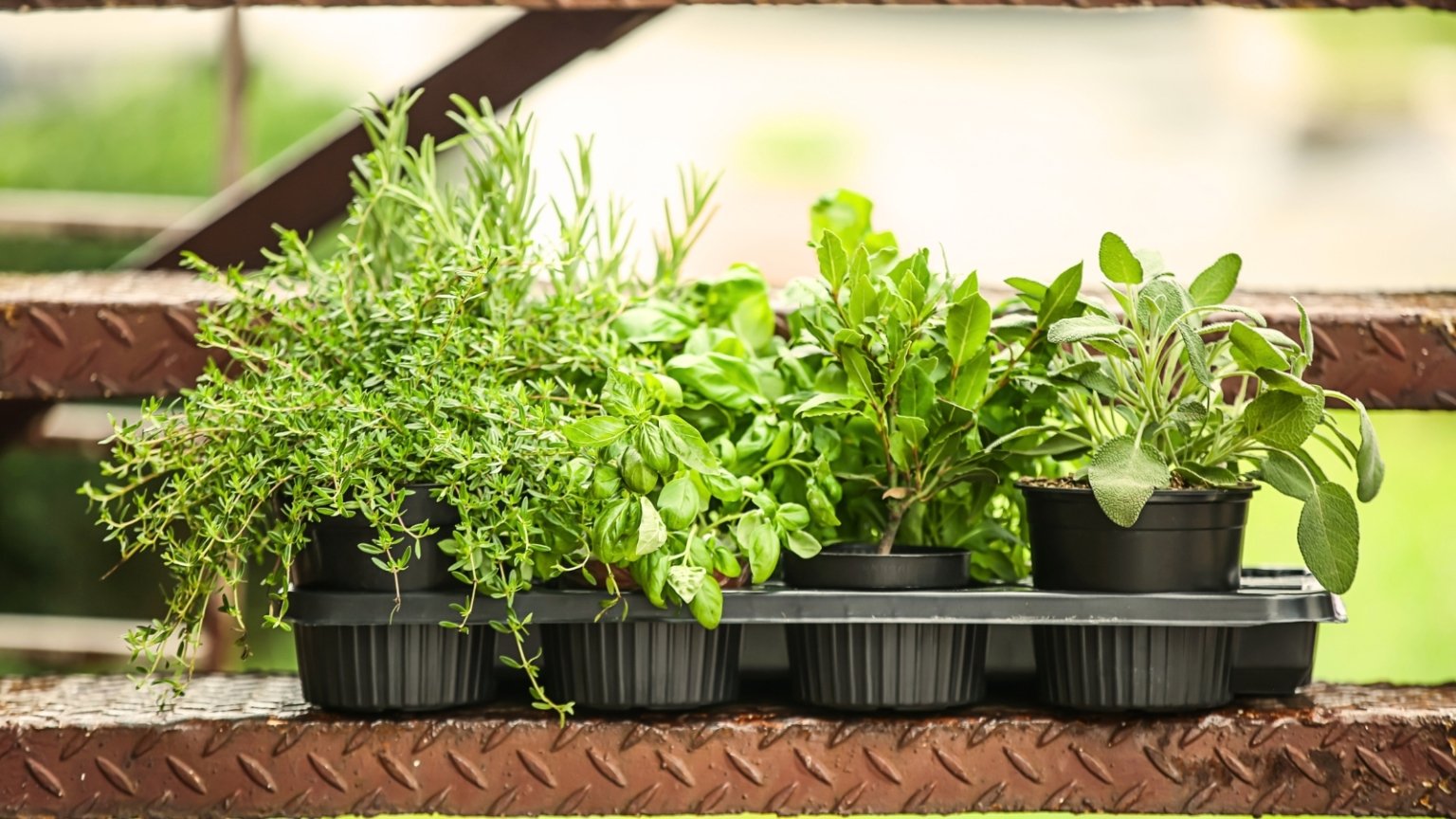 21 Heat-Tolerant Herbs For Hot Climates