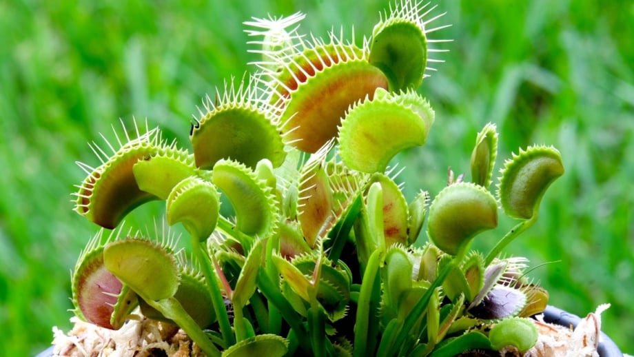 18 Insane Facts About Carnivorous Plants - Epic Gardening