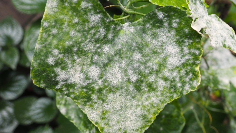 23 Common Garden Diseases and How to Treat Them