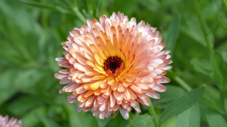 21 Beautiful Calendula Varieties For Your Garden