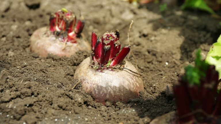 Growing Beets: How To Get Big Beetroot Harvests - Epic Gardening