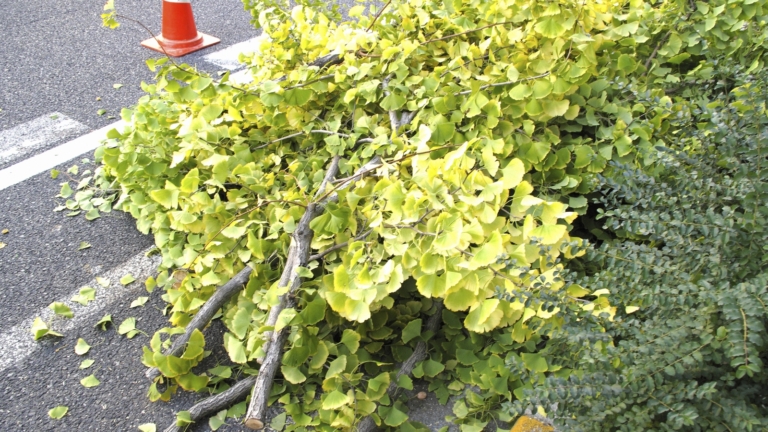 How to Plant, Grow, and Care For Gingko Trees