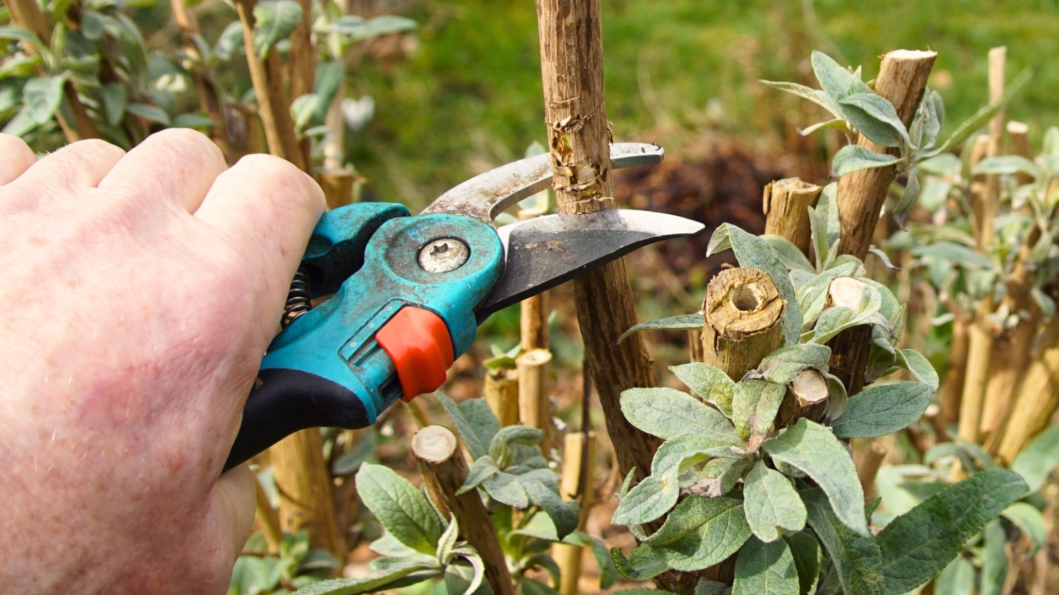 15 Gardening Tasks to Do in June