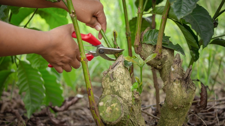 How to Plant, Grow, and Care for Arabica Coffee Plants