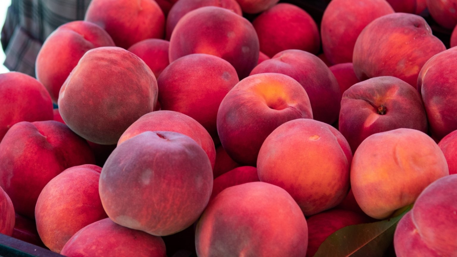 What’s the Difference Between Freestone and Clingstone Peaches?