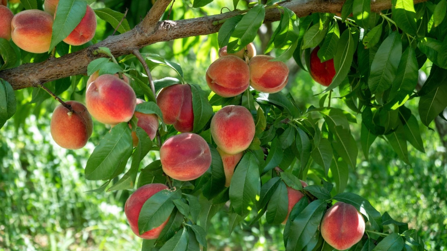What’s the Difference Between Freestone and Clingstone Peaches?
