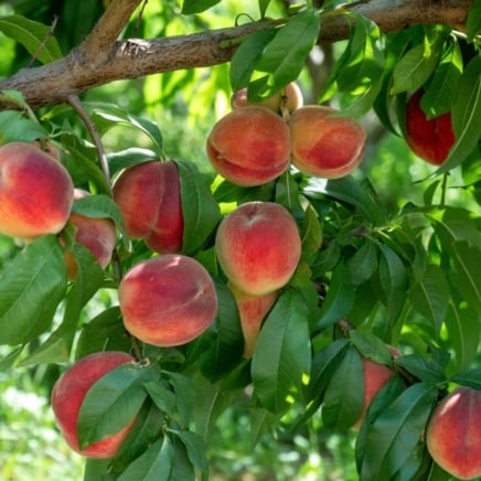 What’s the Difference Between Freestone and Clingstone Peaches?