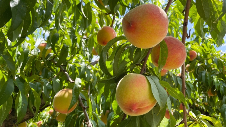 What’s the Difference Between Freestone and Clingstone Peaches?