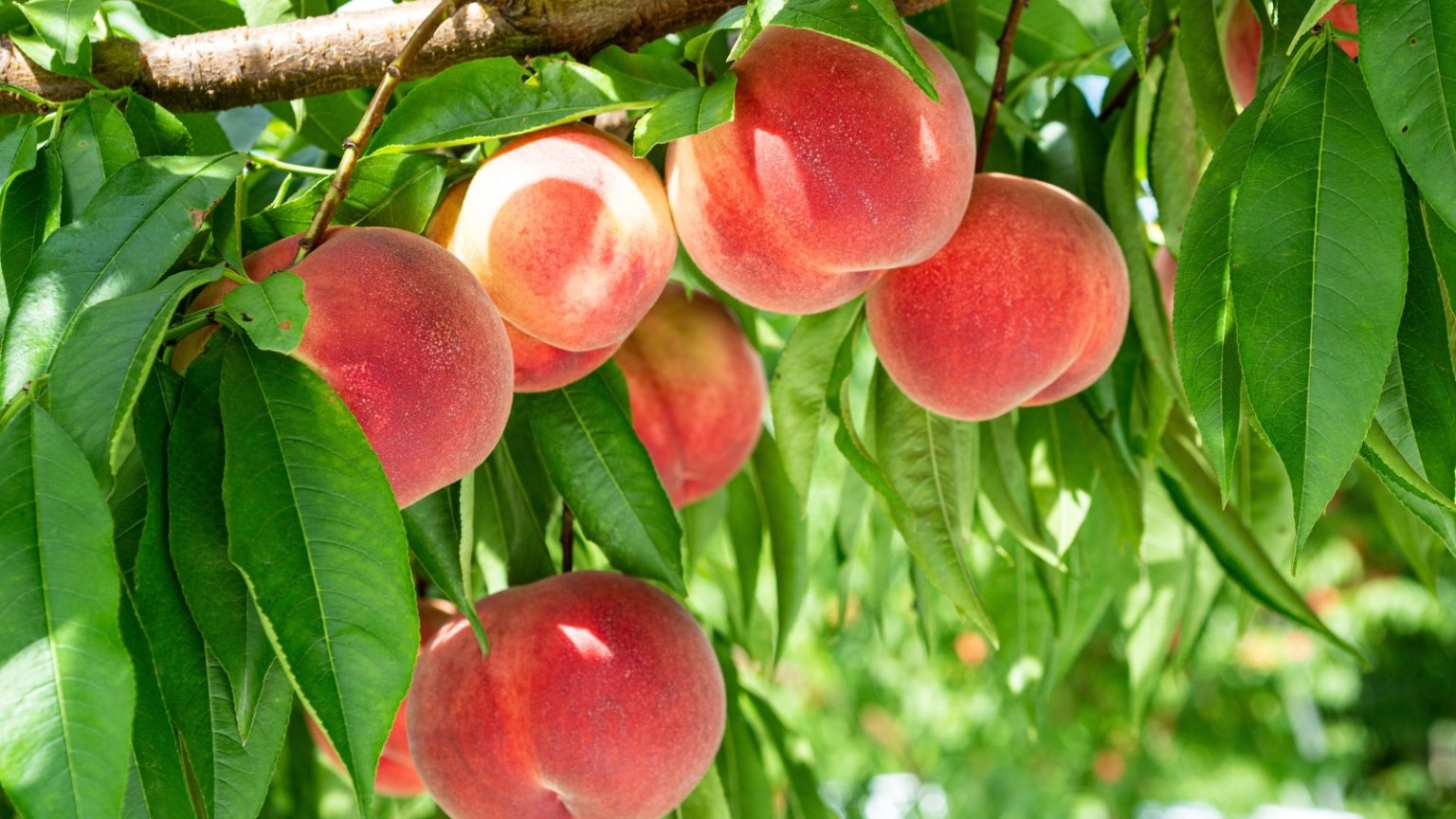 What’s the Difference Between Freestone and Clingstone Peaches?